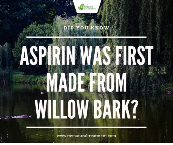 How to Make Willow Bark Tea and Use at Home - 100% Natural