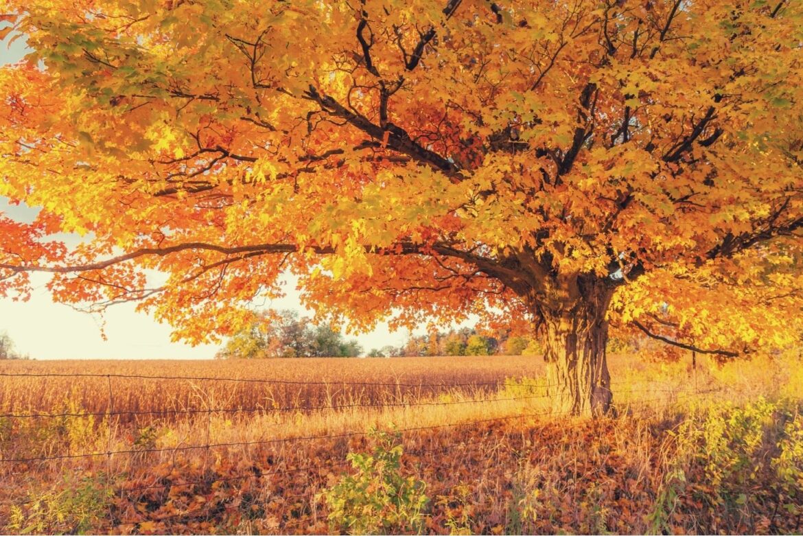 17 Amazing Maple Tree Uses, Benefits and Home Remedies