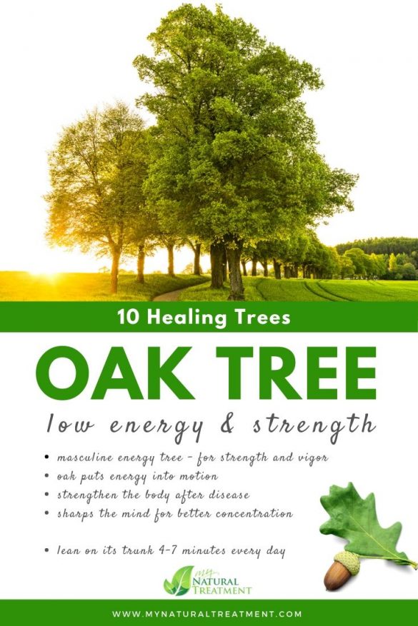 20 Amazing Health Benefits Of Oak Leaves Oak Remedies 20 Amazing Health Benefits Of Oak Leaves Oak Remedies