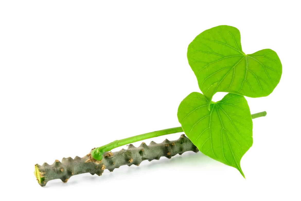 Are There Natural Alternatives to Hydroxychloroquine? YES! 7