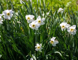 10 Amazing Health Benefits of Daffodil 🌼 Uses & Remedies
