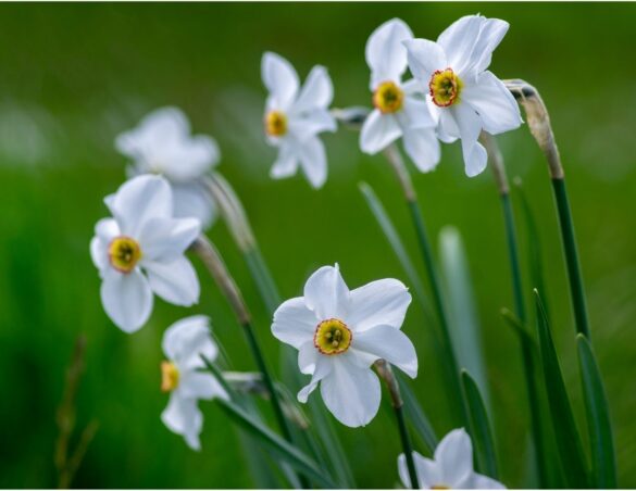 10 Amazing Health Benefits of Daffodil 🌼 Uses & Remedies