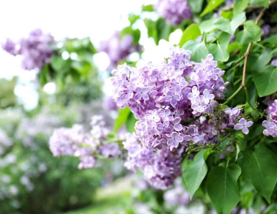 6 Health Benefits of Lilac Flowers, Uses & Natural Remedies