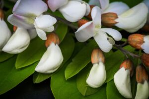 10 Amazing Health Benefits of Black Locust Flowers & Use