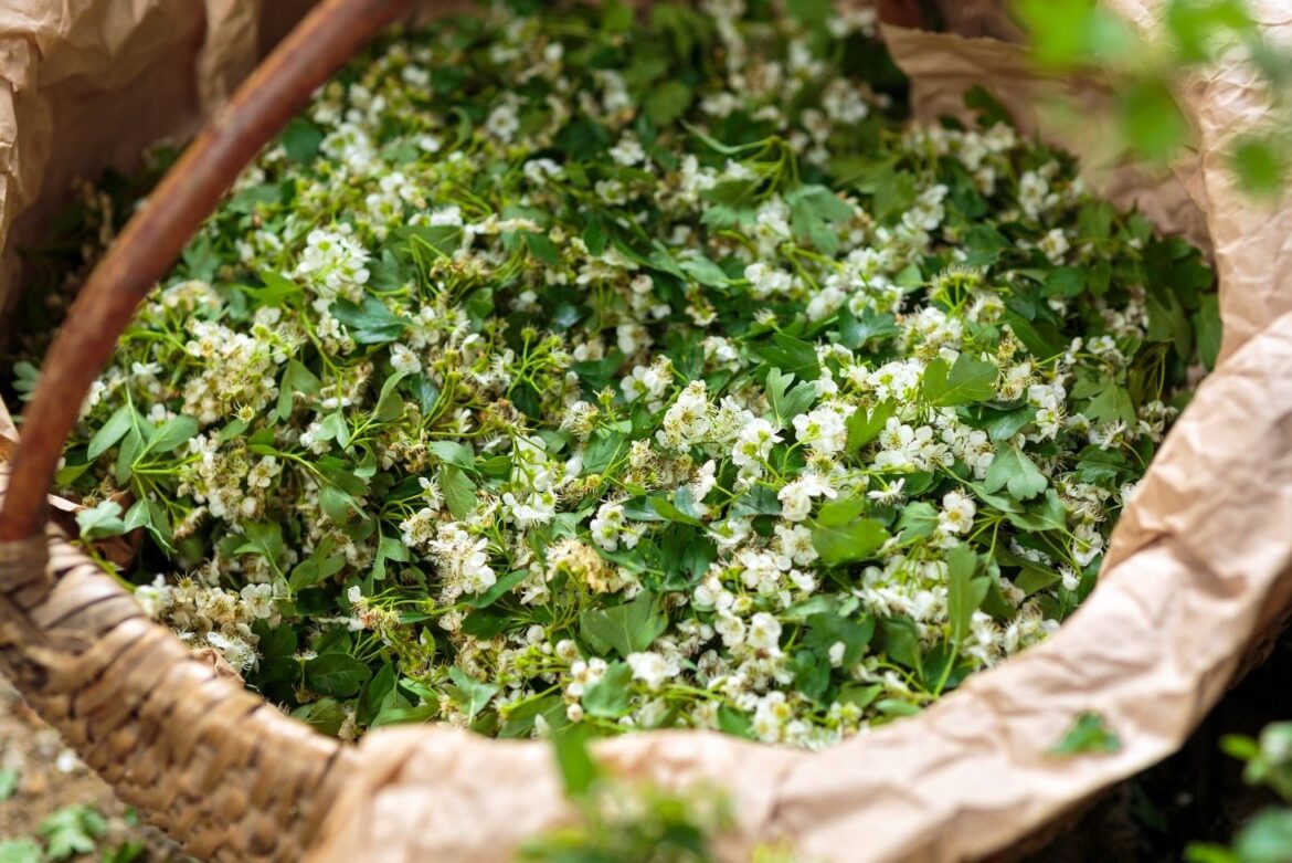 3 Amazing Health Benefits of Hawthorn Flowers & Tea Recipe