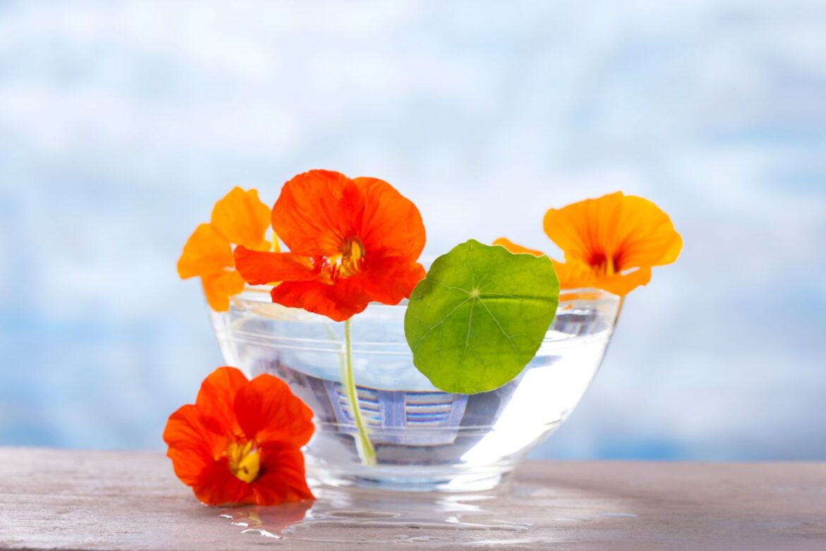 9 Amazing Health Uses of Nasturtium - Are Nasturtium Edible?