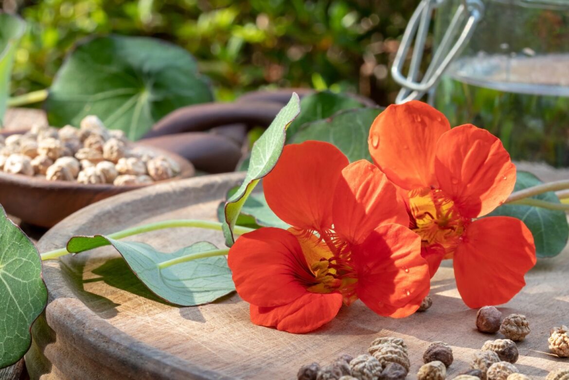 9 Amazing Health Uses of Nasturtium - Are Nasturtium Edible?