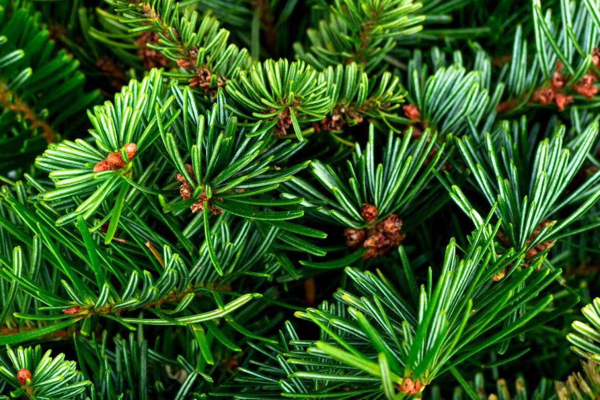 Amazing Fir Needle Syrup Recipe & How to Use - 2 Ingredients