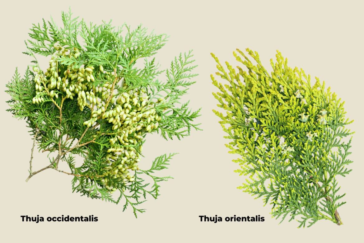 The Original Thuja Salve Recipe and 3 Amazing Ways to Use It
