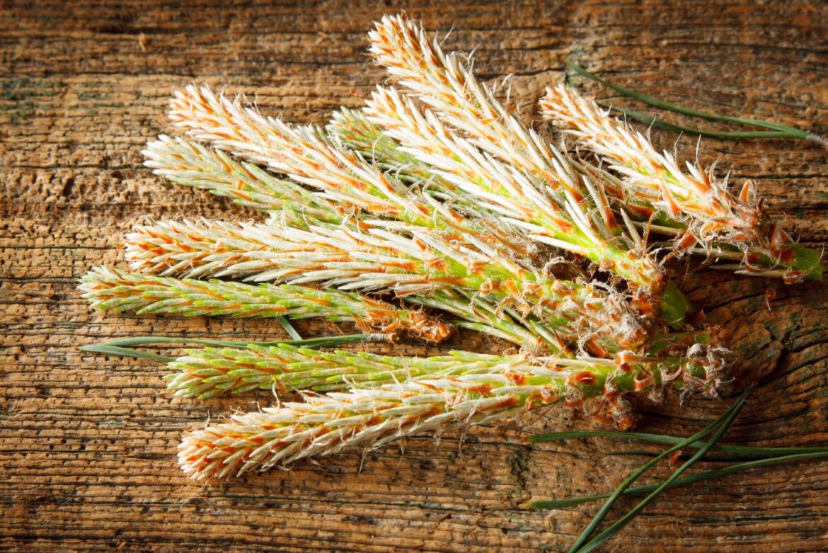 8 Amazing Health Benefits of Pine Buds & How to Use at Home