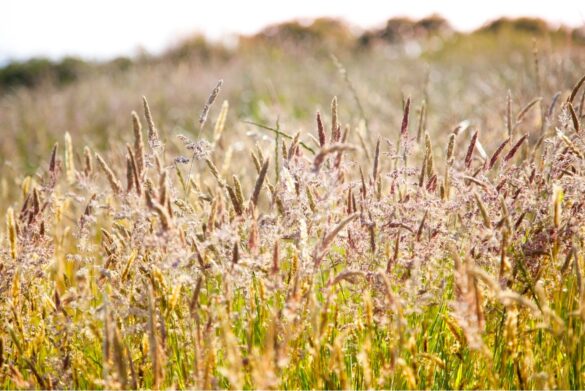 3 Amazing Health Benefits of Hay Flower Baths & How to Use