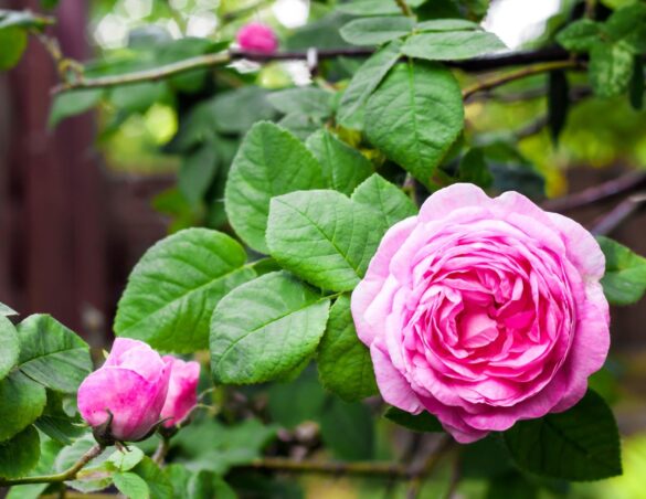 3 Amazing Health Benefits of Cabbage Rose with Remedies