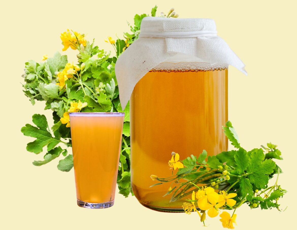 How to Make Fermented Celandine Drinks - 3 Original Recipes