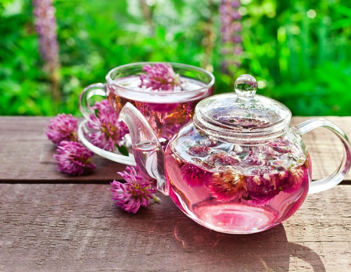 How to Make Red Clover Tea - 15 Amazing Red Clover Tea Uses