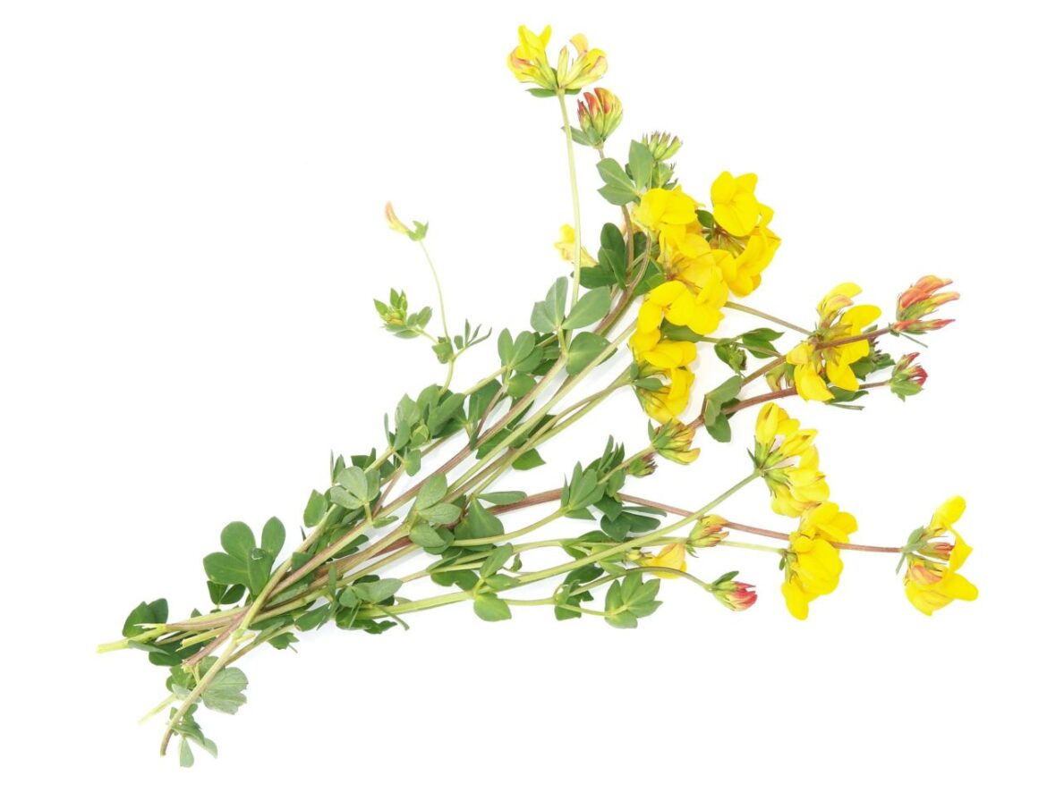 How to Use Birdsfoot Trefoil at Home - 4 Amazing Recipes