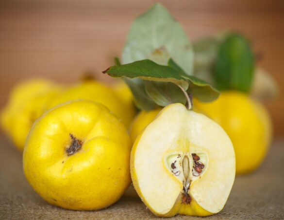 How to Make Quince Leaf Tea and Use - 8 Amazing Uses