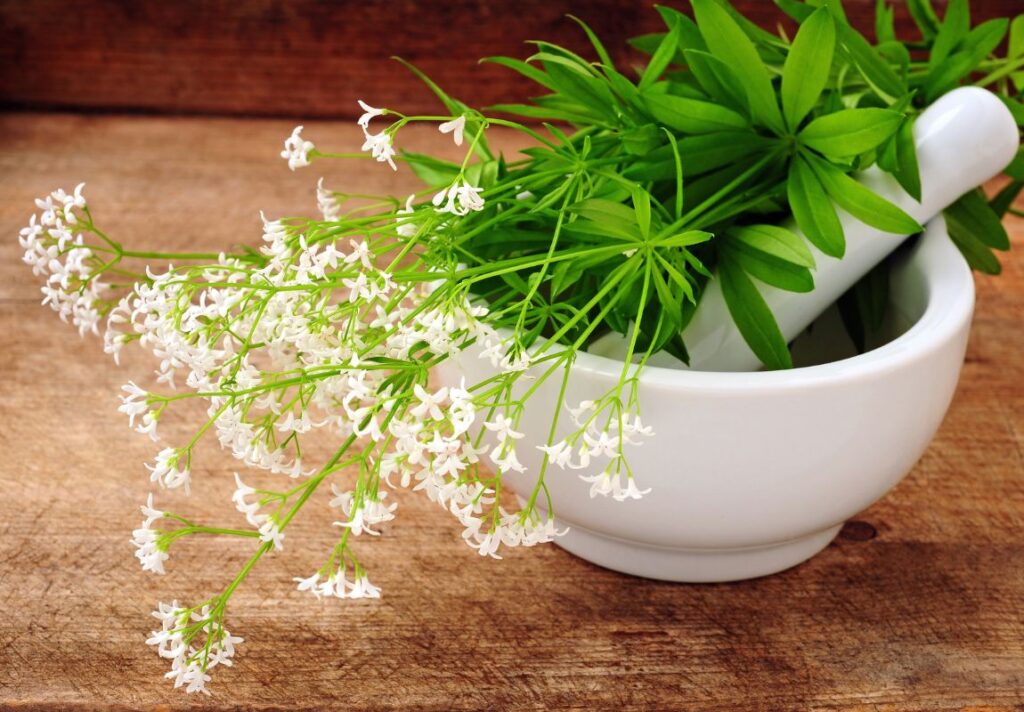 How to Use Sweet Woodruff as Natural Medicine - 9 Uses