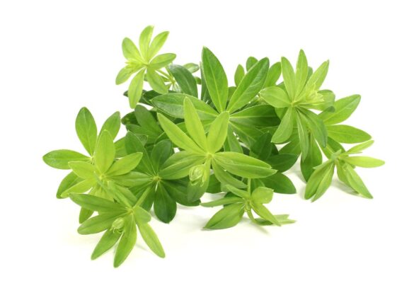How to Use Sweet Woodruff as Natural Medicine - 9 Uses
