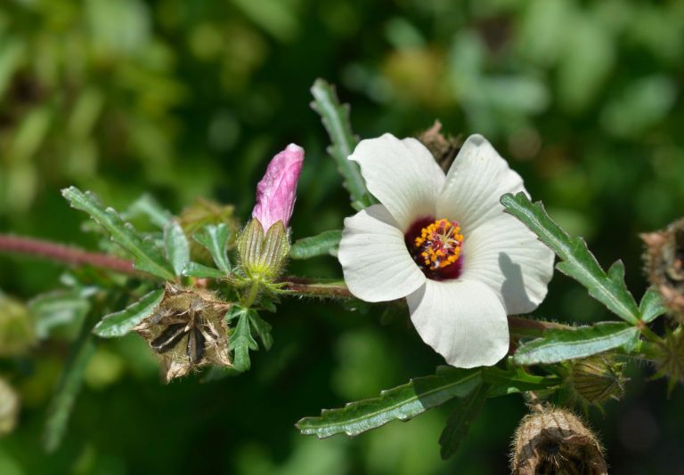 12 Best Herbs for Kidney Health and How to Use Them