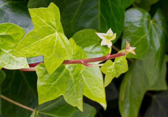 12 Best Herbs for Kidney Health and How to Use Them